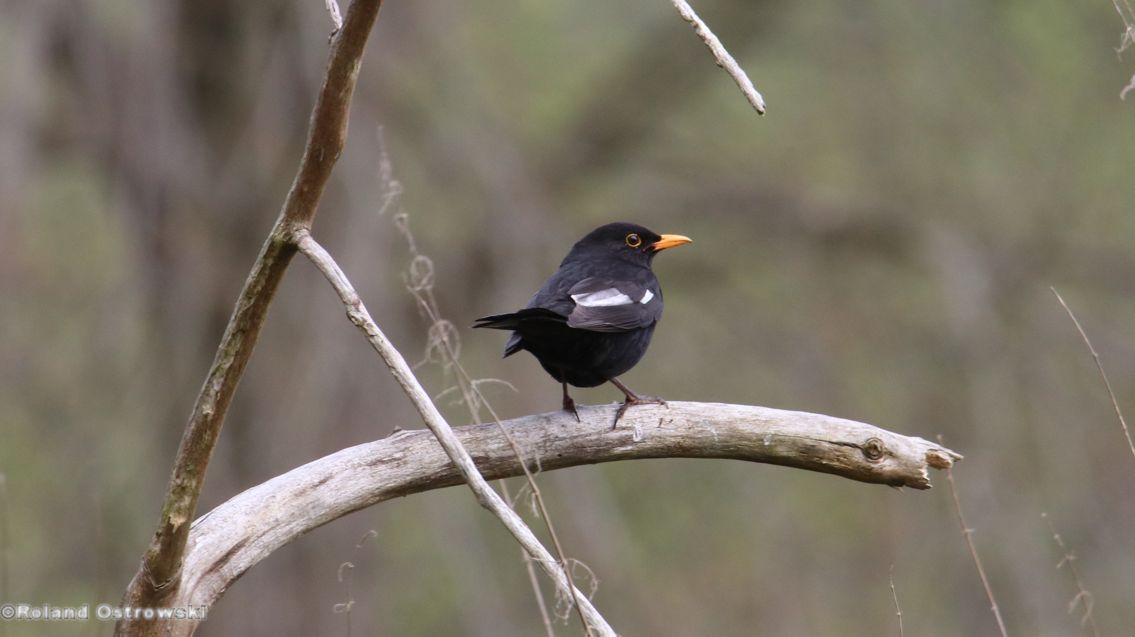 Hier finden sie Informationen und Bilder zur Amsel