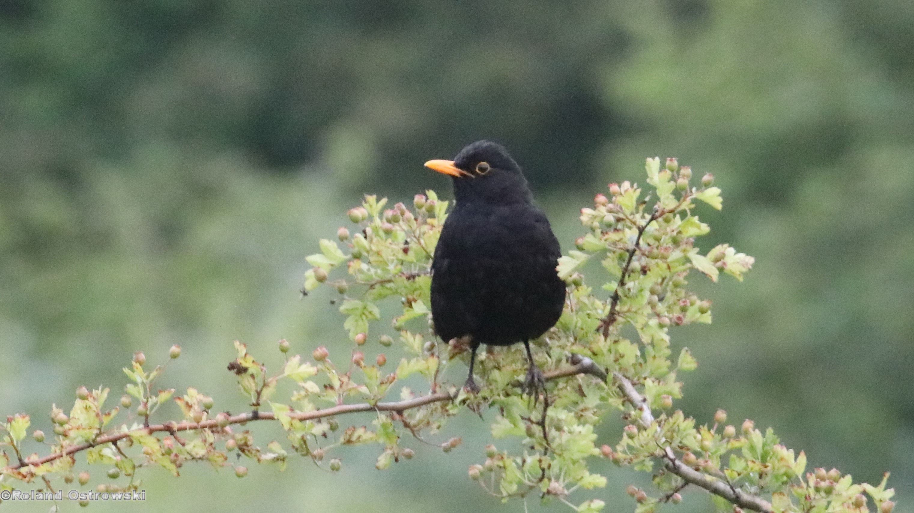 Hier finden sie Informationen und Bilder zur Amsel