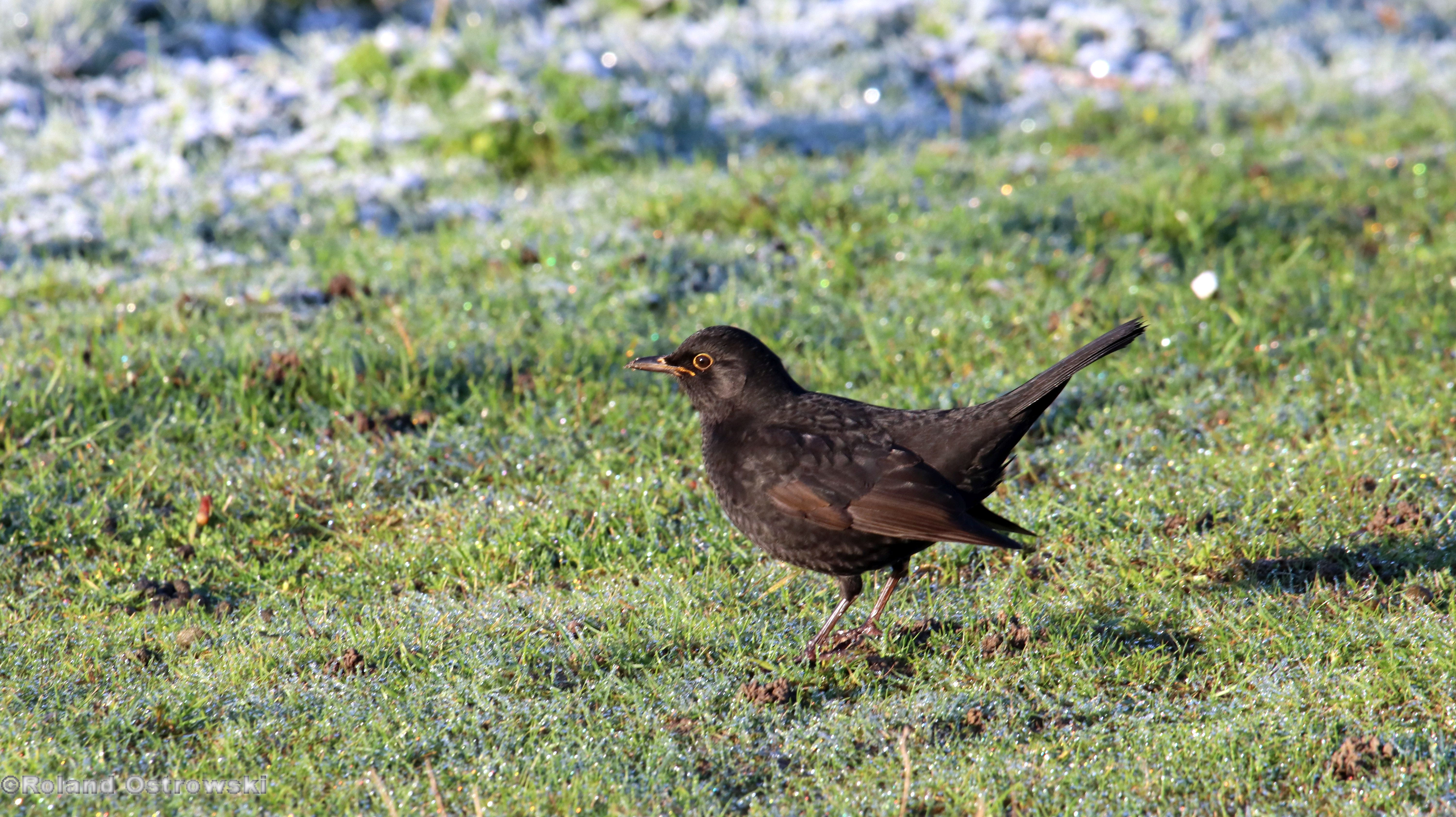Hier finden sie Informationen und Bilder zur Amsel