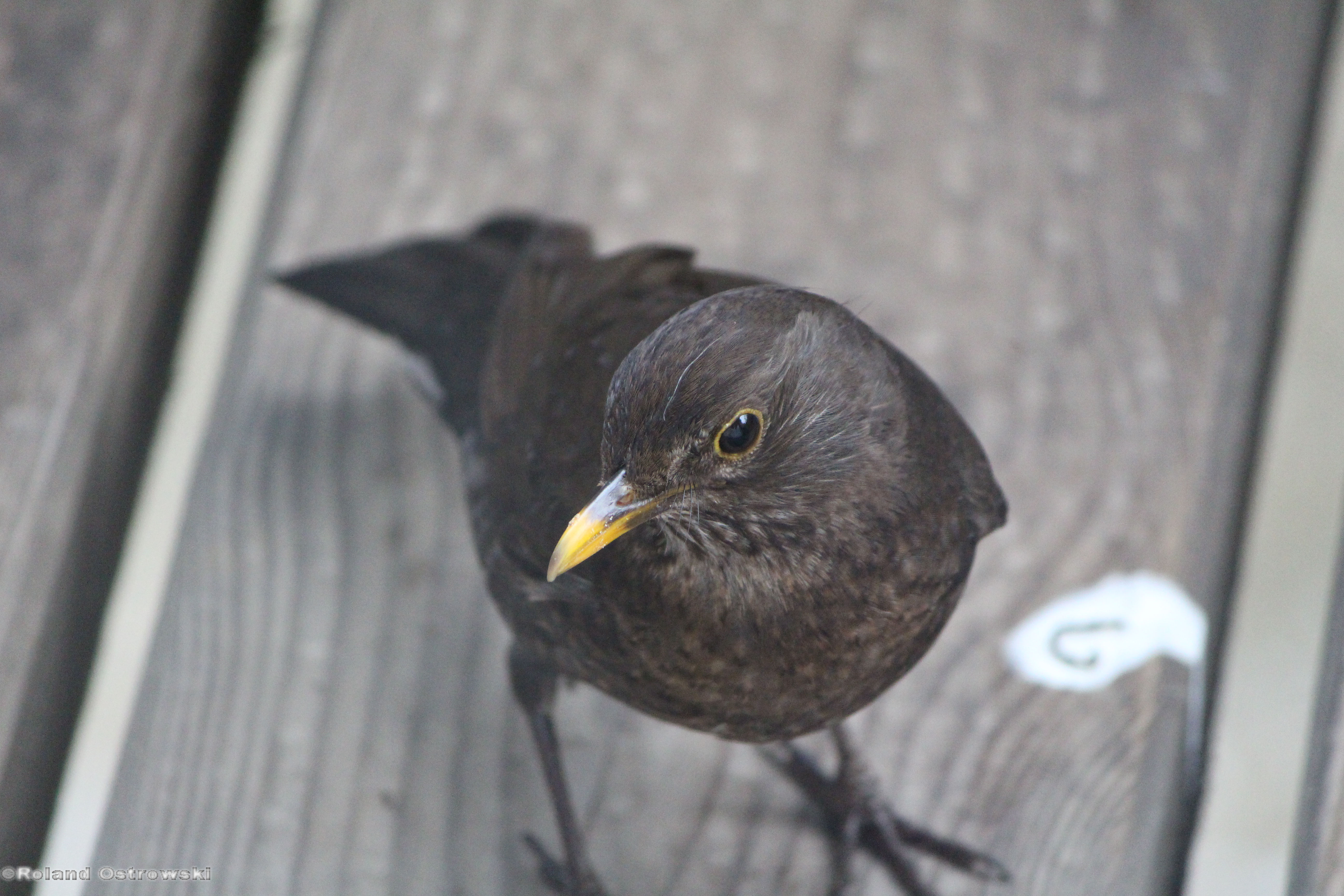 Hier finden sie Informationen und Bilder zur Amsel