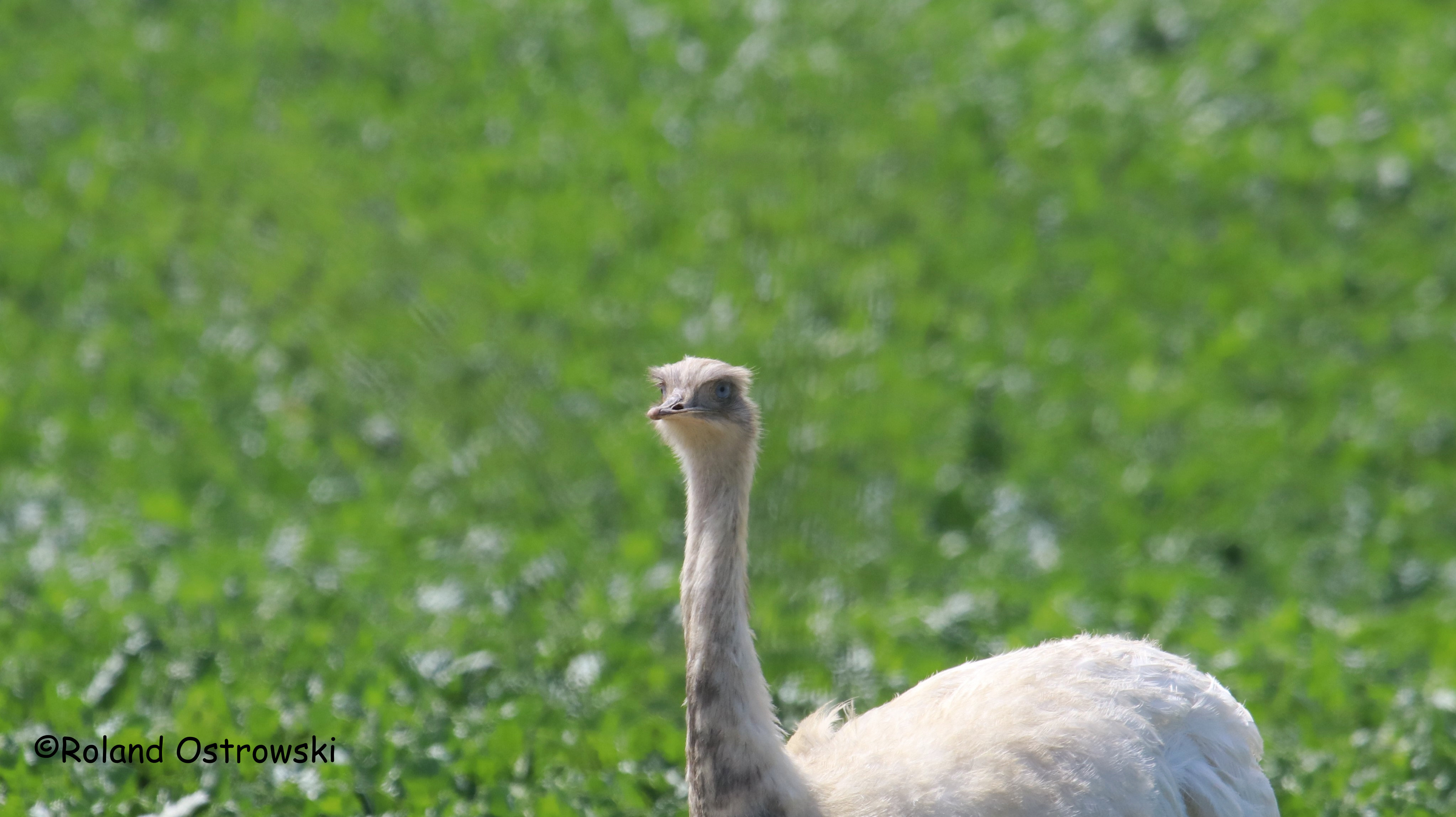 Hier finden sie Informationen und Bilder zum Nandu